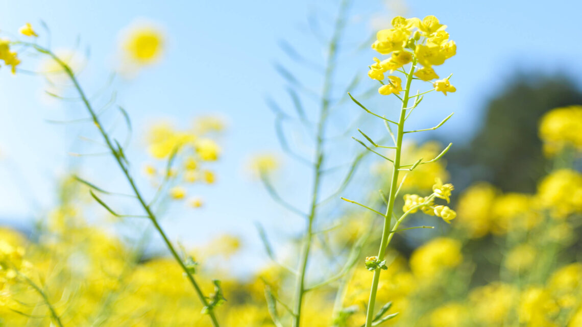 Pore Power: Understanding and Embracing Your Skin’s Texture – Myotone